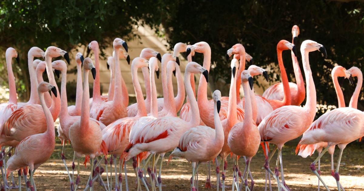 Greater Flamingo | Al Ain Zoo